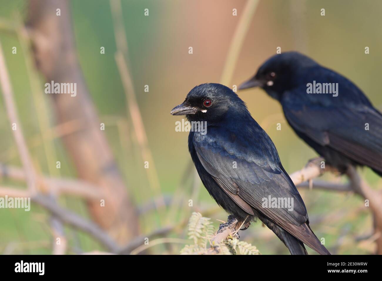 The black drongo is a small Asian passerine bird of the drongo family ...