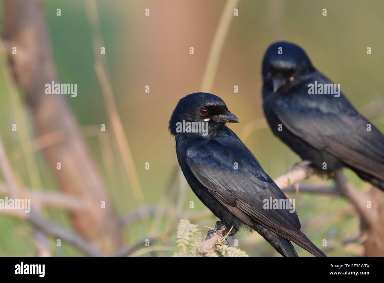 The black drongo is a small Asian passerine bird of the drongo family ...