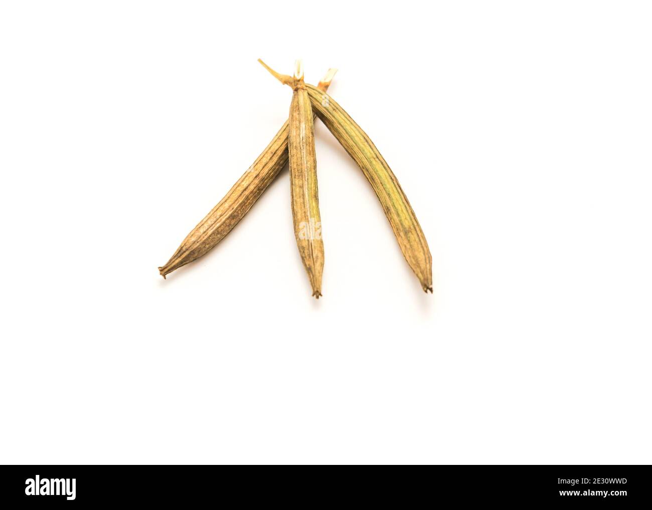 Three Egyptian Spinach Seed pods isolated on white background ...