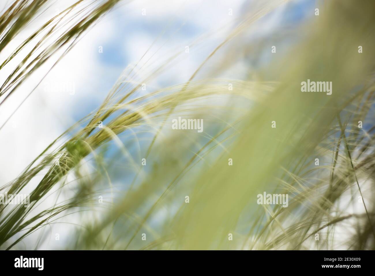 Blurred motion of grass against a blue sky with white clouds Stock ...