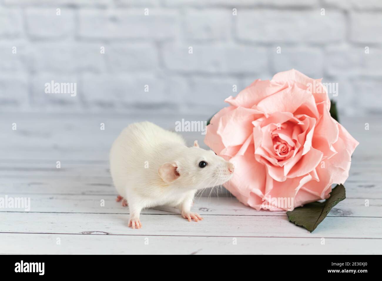 Decorative cute white rat sits next to a rose flower. On the background ...