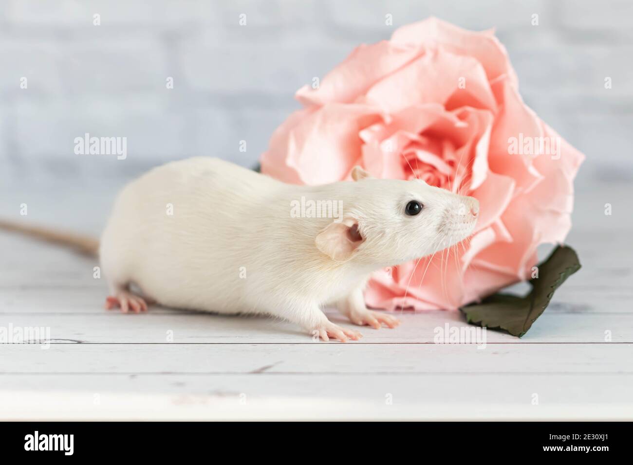 Decorative cute white rat sits next to a rose flower. On the background ...