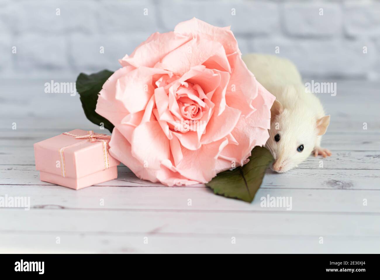 Decorative cute white rat sits next to a rose flower. On the background ...