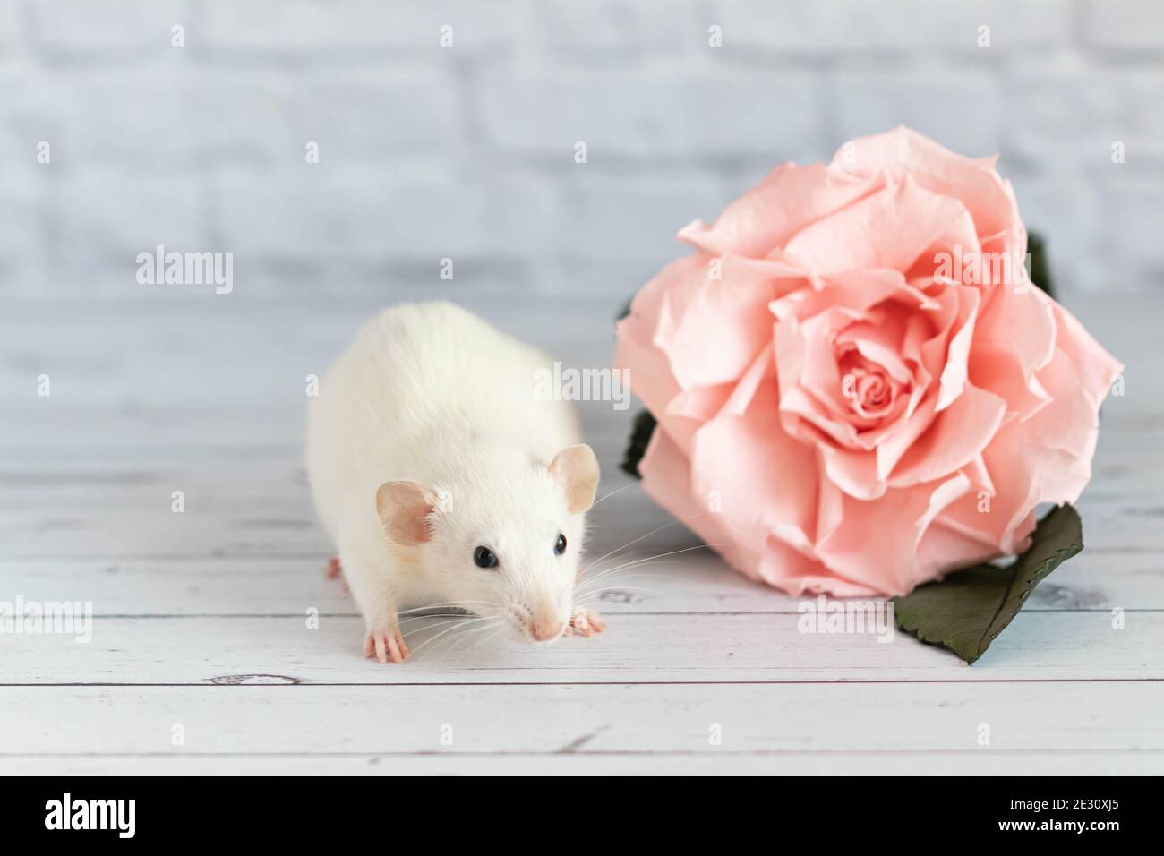 Decorative cute white rat sits next to a rose flower. On the background ...
