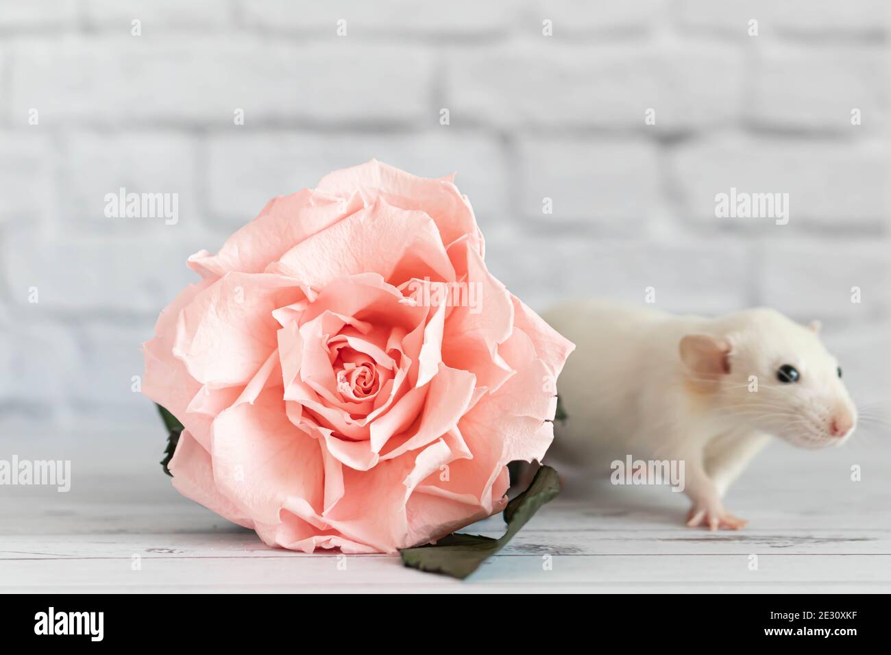 Decorative cute white rat sits next to a rose flower. On the background ...