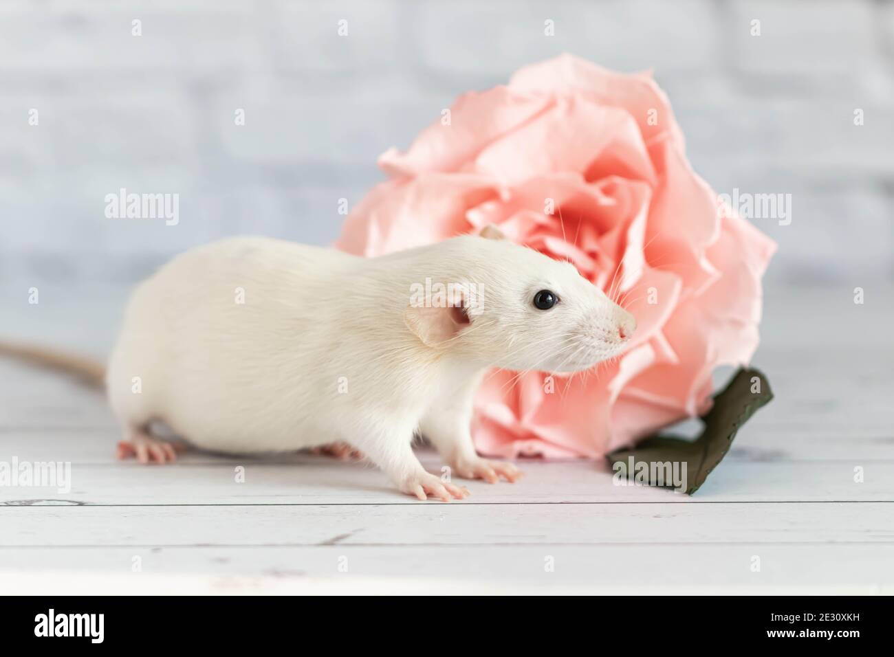 Decorative cute white rat sits next to a rose flower. On the background ...