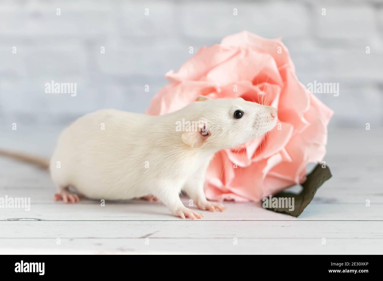 Decorative cute white rat sits next to a rose flower. On the background ...