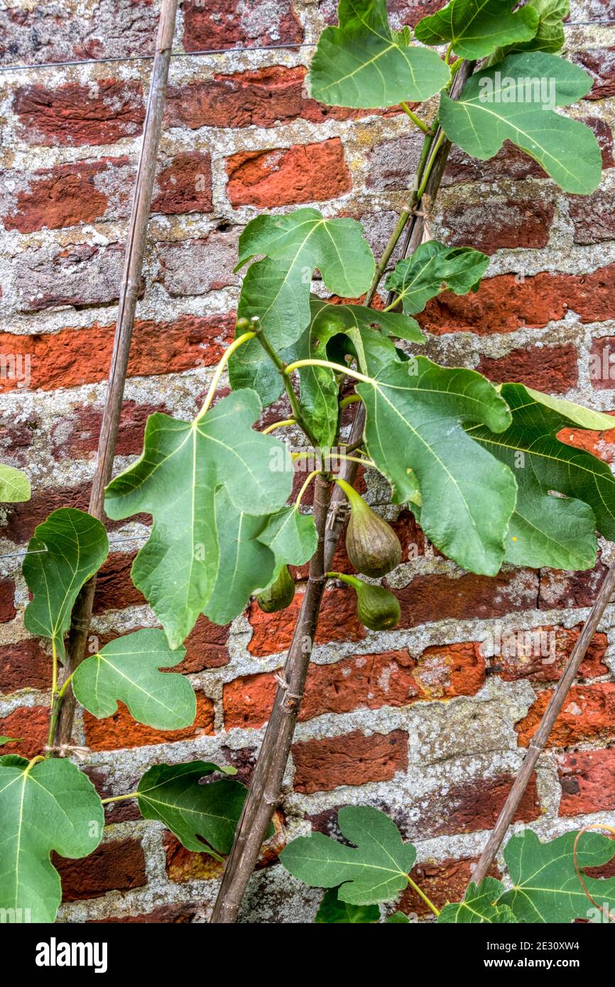 Fig tree wall uk hi-res stock photography and images - Alamy