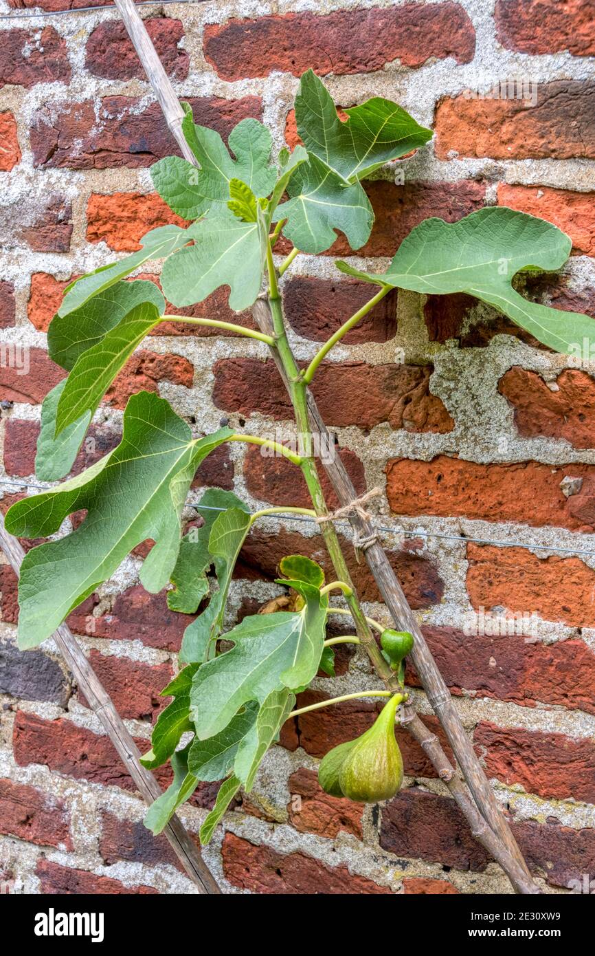 Fig tree wall uk hi-res stock photography and images - Alamy
