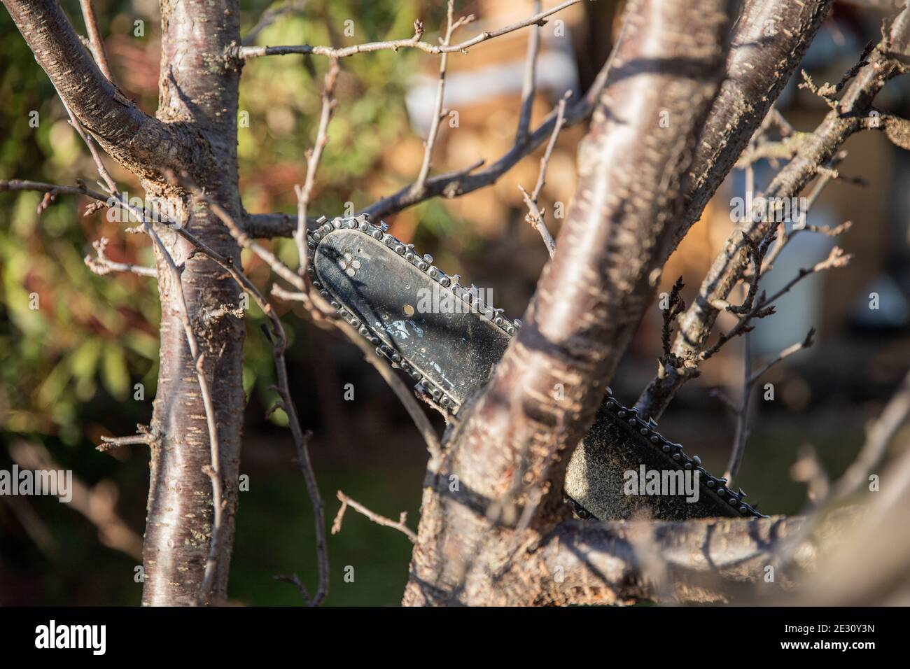 Close-up of a chainsaw chain cutting a branch Stock Photo - Alamy
