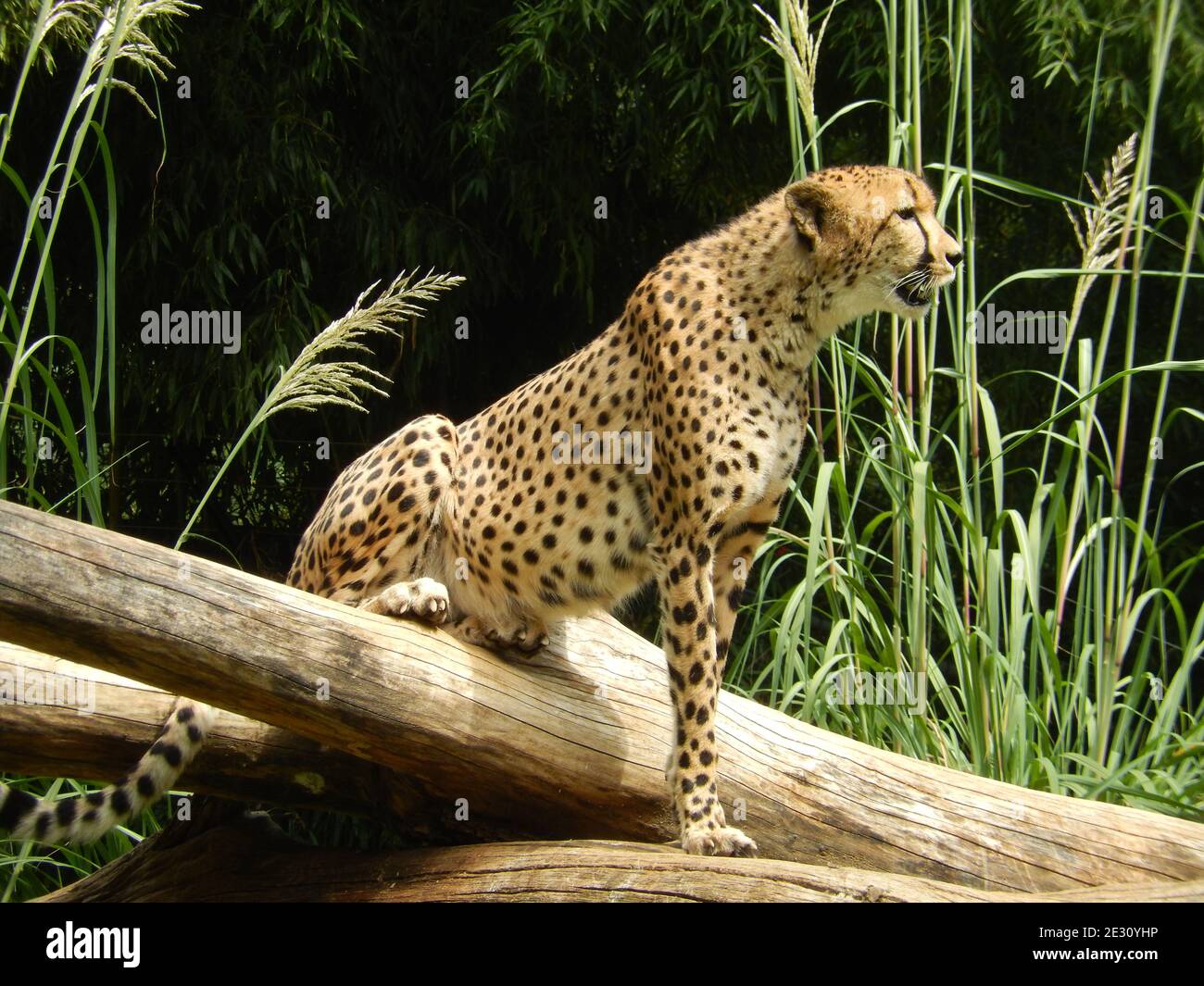 Cheetah sitting on log hi-res stock photography and images - Alamy