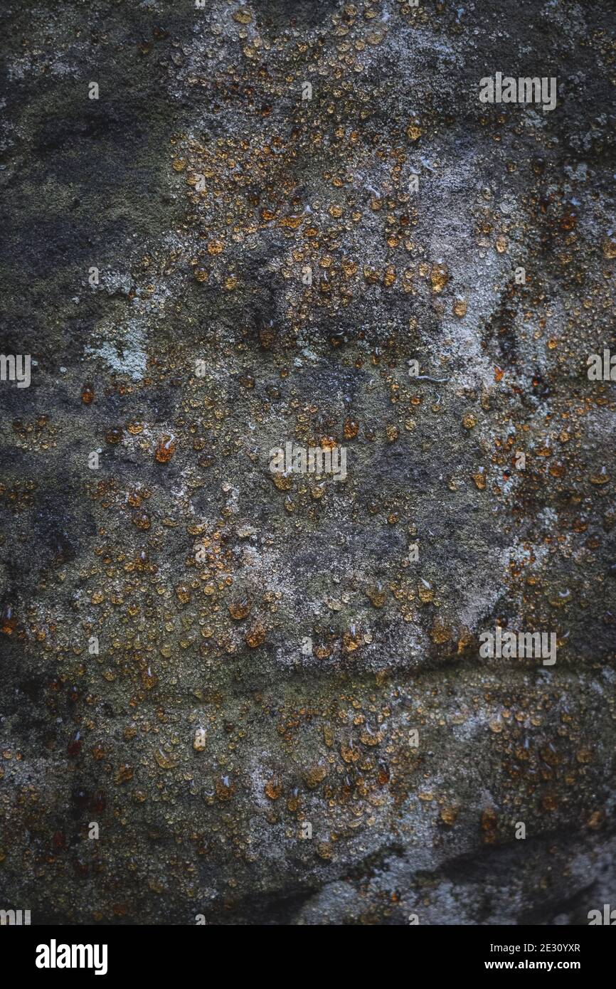 Beads of moisture sitting on the surface of a sandstone rock in the ...