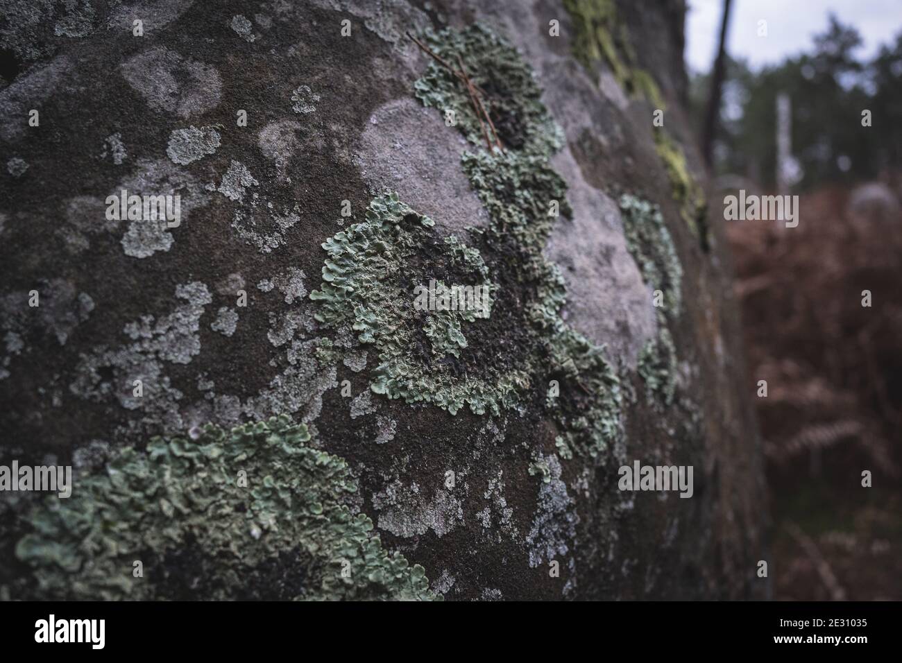 Lichen growing on a sandstone rock in Fontainebleau, France Stock Photo ...