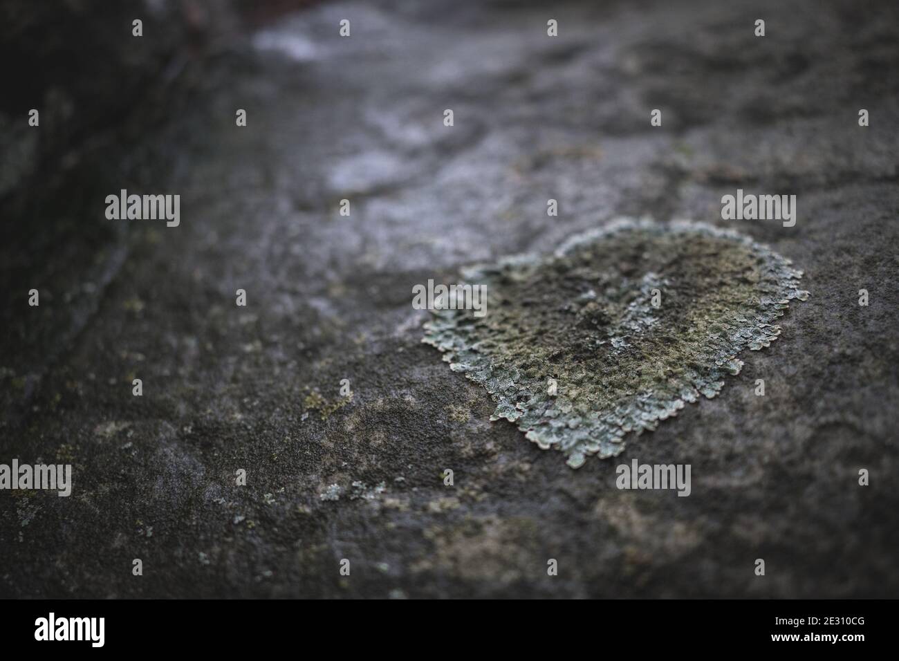 Lichen growing on a sandstone rock in Fontainebleau, France Stock Photo ...