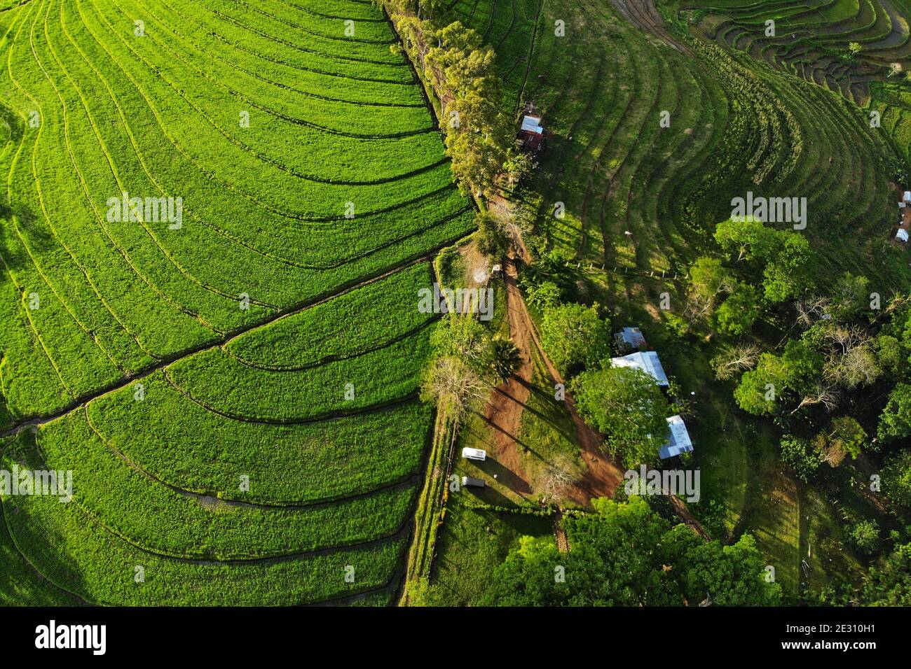 Aerial view of green tea Stock Photo - Alamy