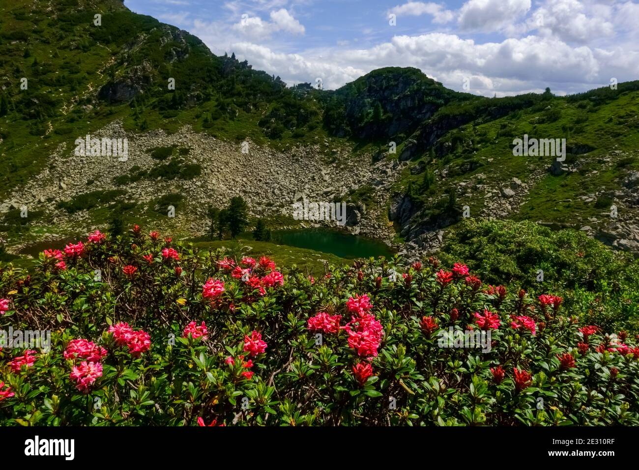 red flowers on the path to a mountain lake in the summer Stock Photo ...