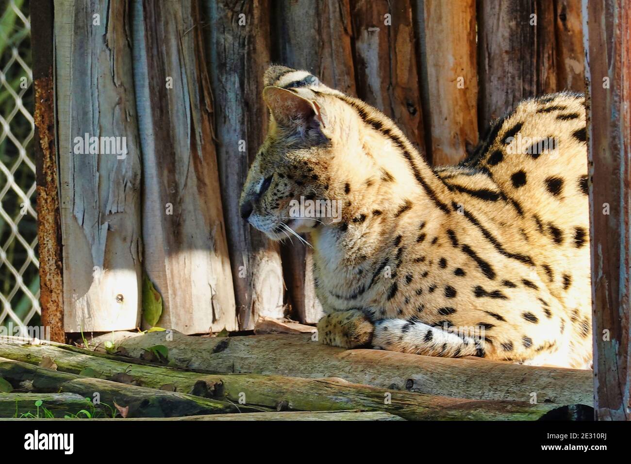 Beautiful brown Serval lying and resting at sunlight Stock Photo - Alamy