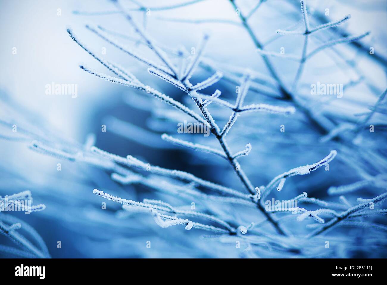 The thin branches of the tree are covered with frost and snow in the ...