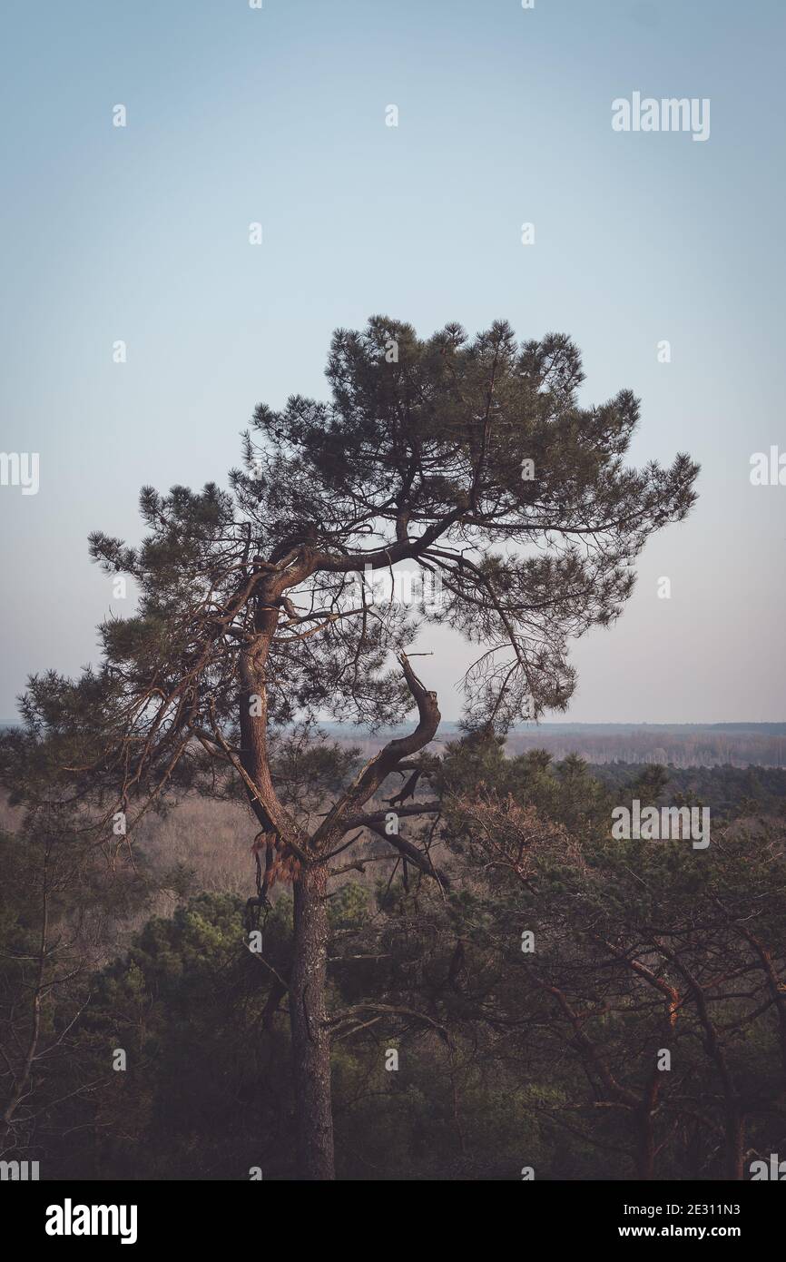 Fontainebleau france forest hi-res stock photography and images - Alamy