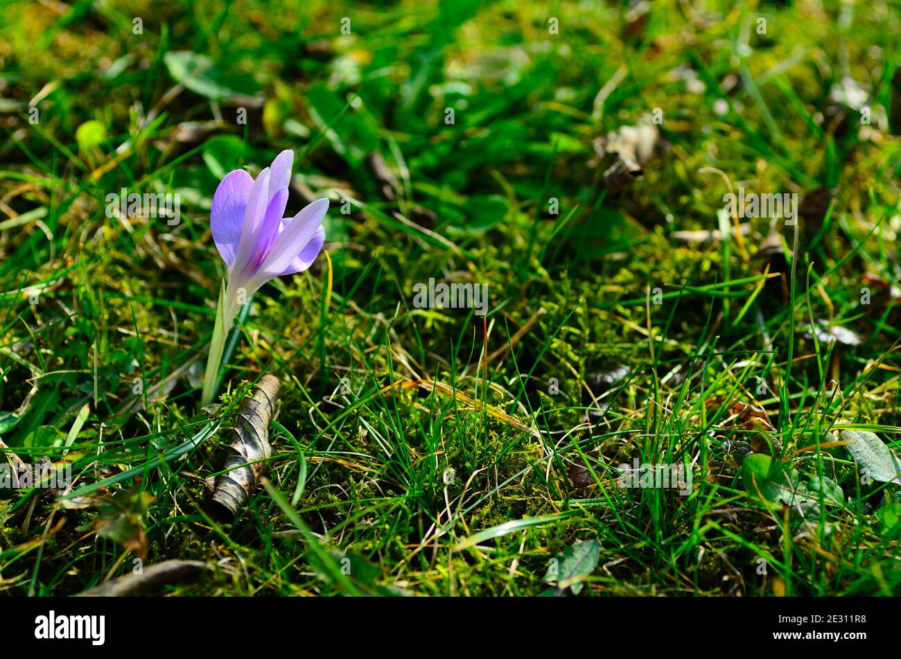 Crocus in the grass hi-res stock photography and images - Alamy