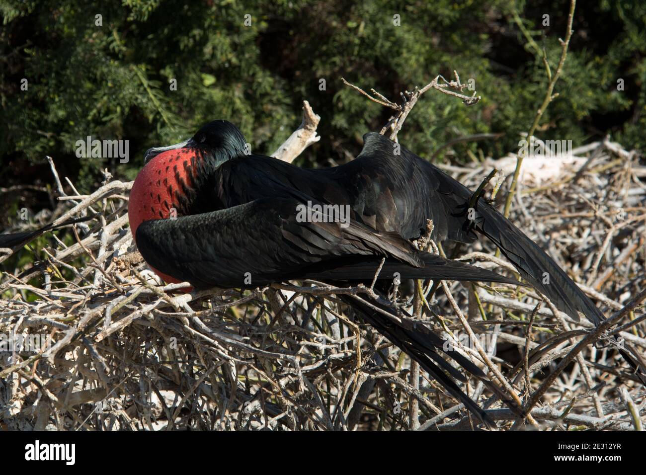 male magnificent frigatebird with inflated gular sac sitting on some ...