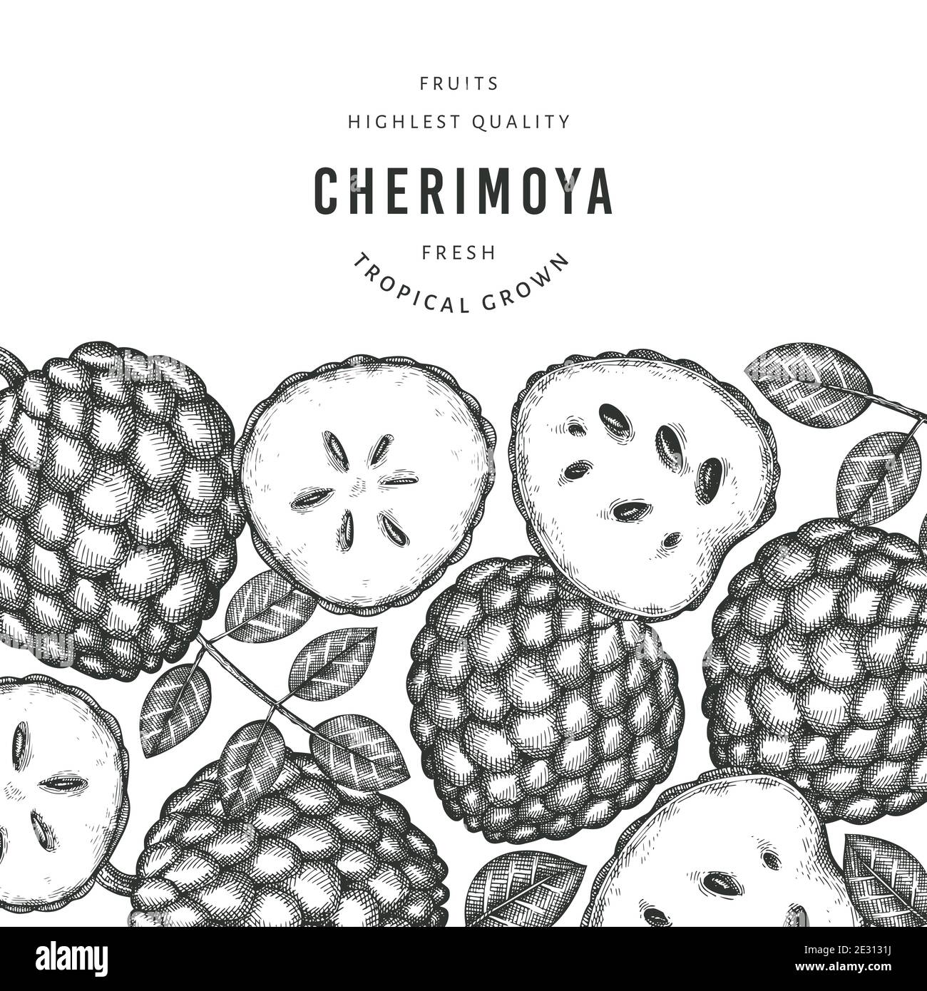 Hand drawn sketch style cherimoya banner. Organic fresh fruit vector ...