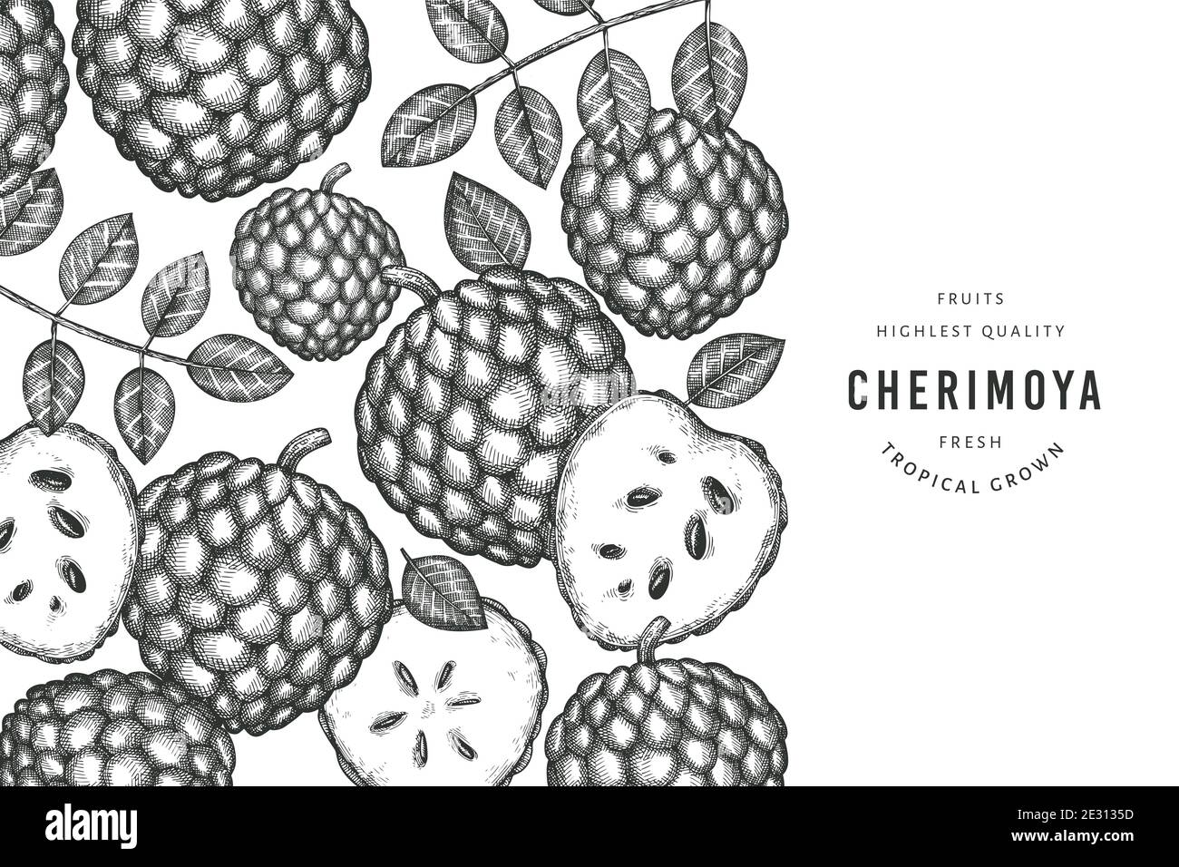 Hand drawn sketch style cherimoya banner. Organic fresh fruit vector ...