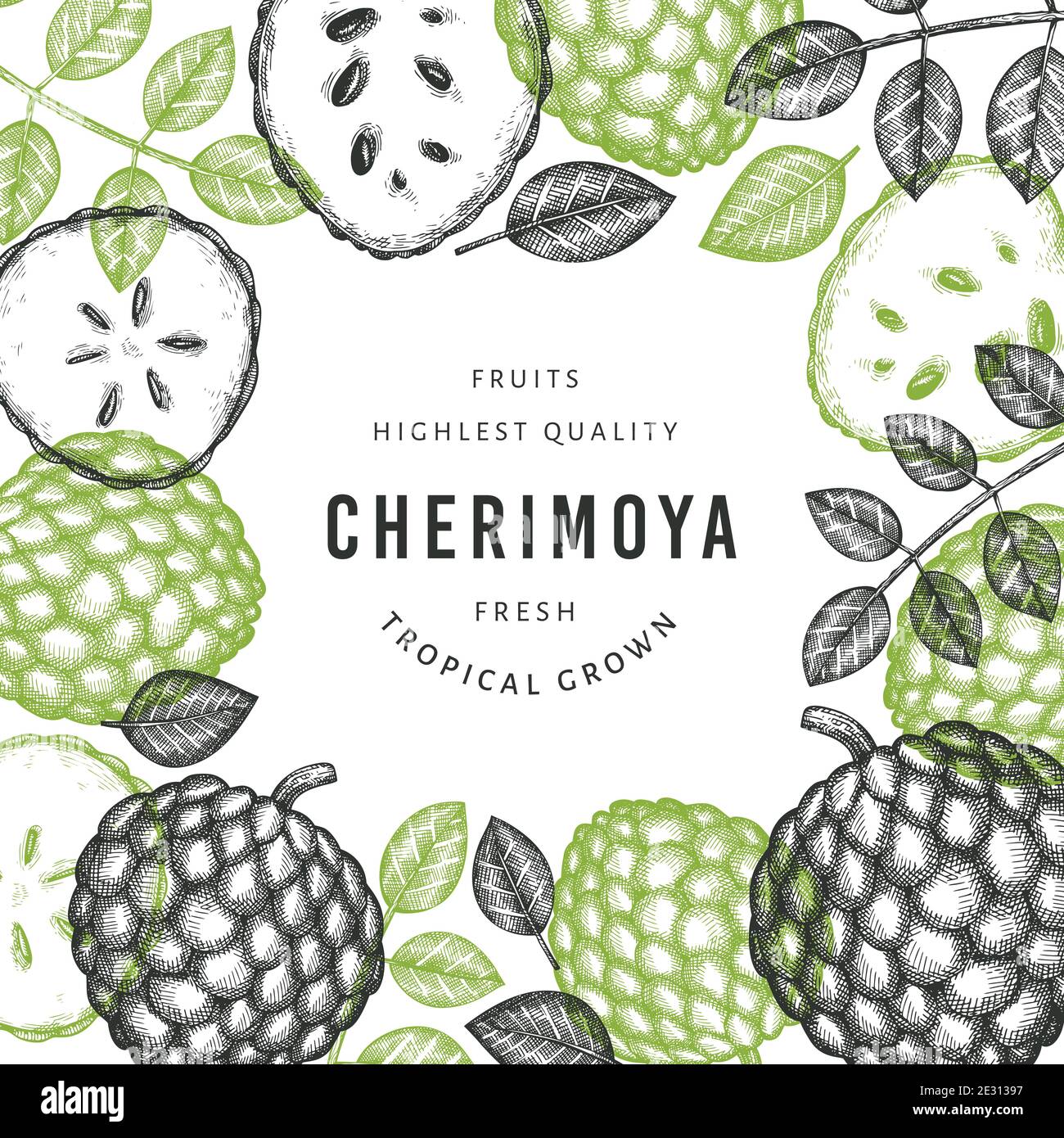 Hand drawn sketch style cherimoya banner. Organic fresh fruit vector ...