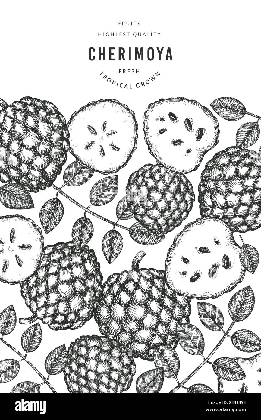 Hand drawn sketch style cherimoya banner. Organic fresh fruit vector ...