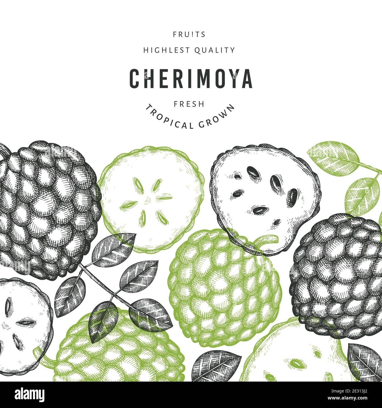 Hand drawn sketch style cherimoya banner. Organic fresh fruit vector ...