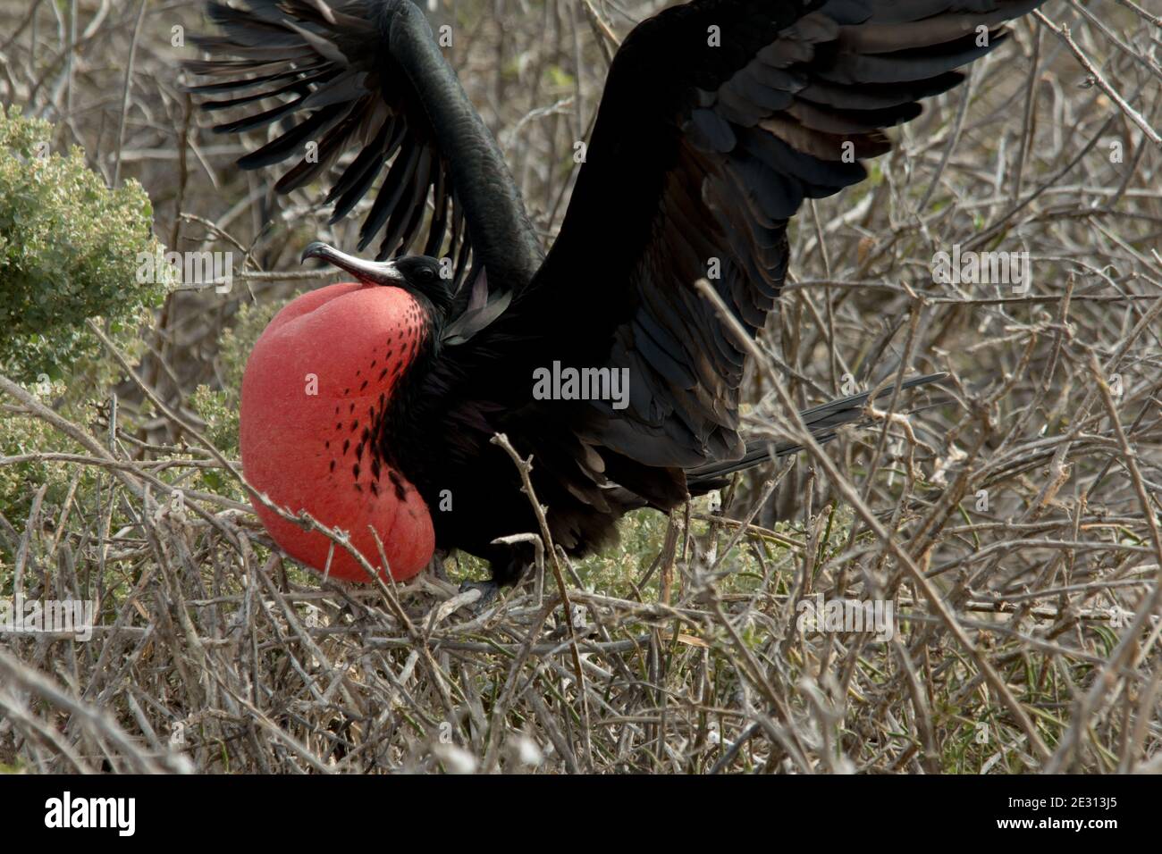 male magnificent frigatebird with inflated gular sac sitting on some ...