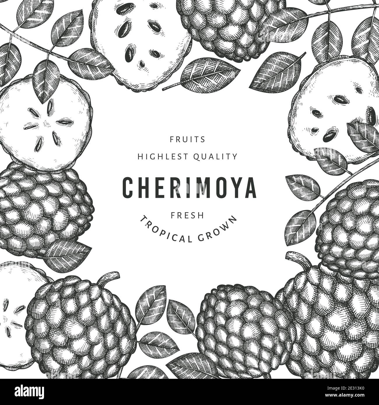 Hand drawn sketch style cherimoya banner. Organic fresh fruit vector ...