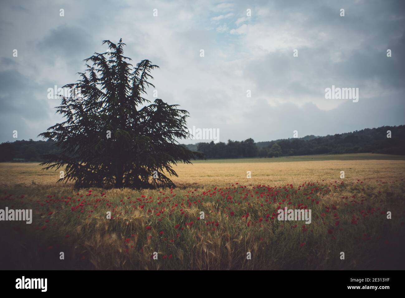 A farmer's field where poppy flowers are growing next to an evergreen ...