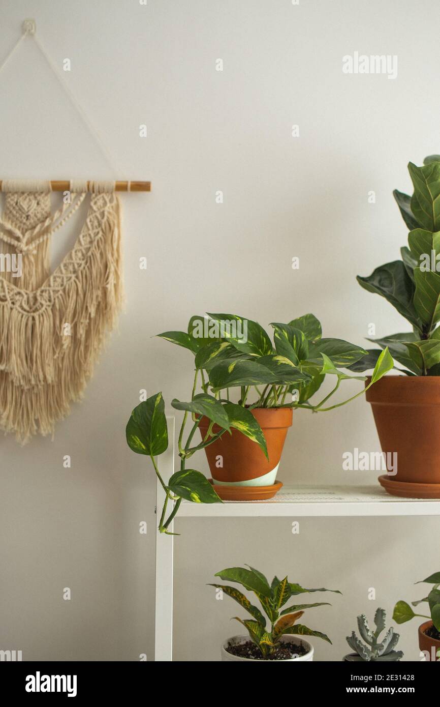 Vertical shot of Epipremnum aureum plant or golden pothos in a brown ...