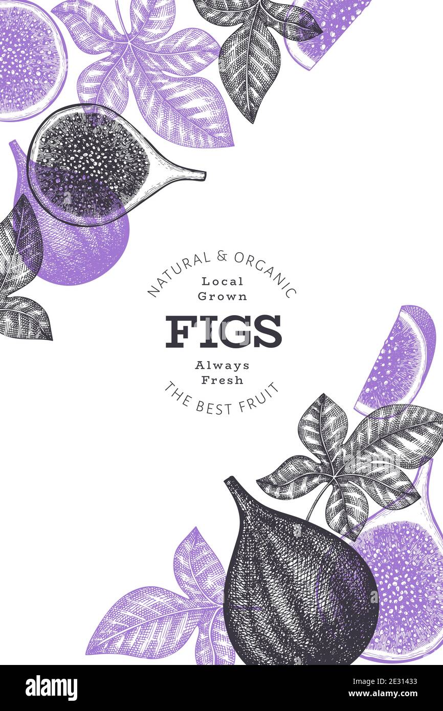 Hand drawn fig fruits design template. Organic fresh food vector ...