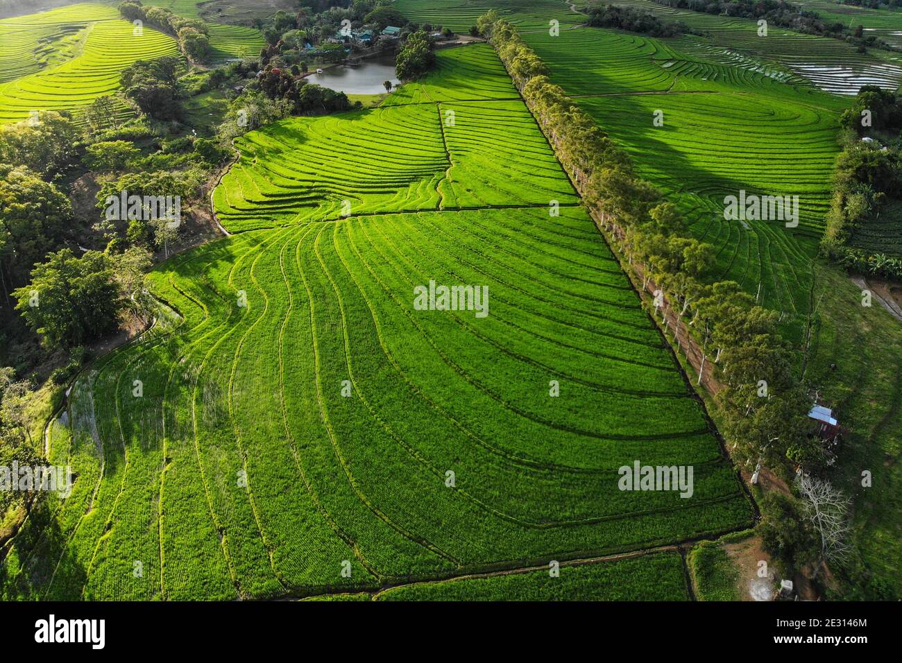 Aerial view of green tea plantation Stock Photo - Alamy