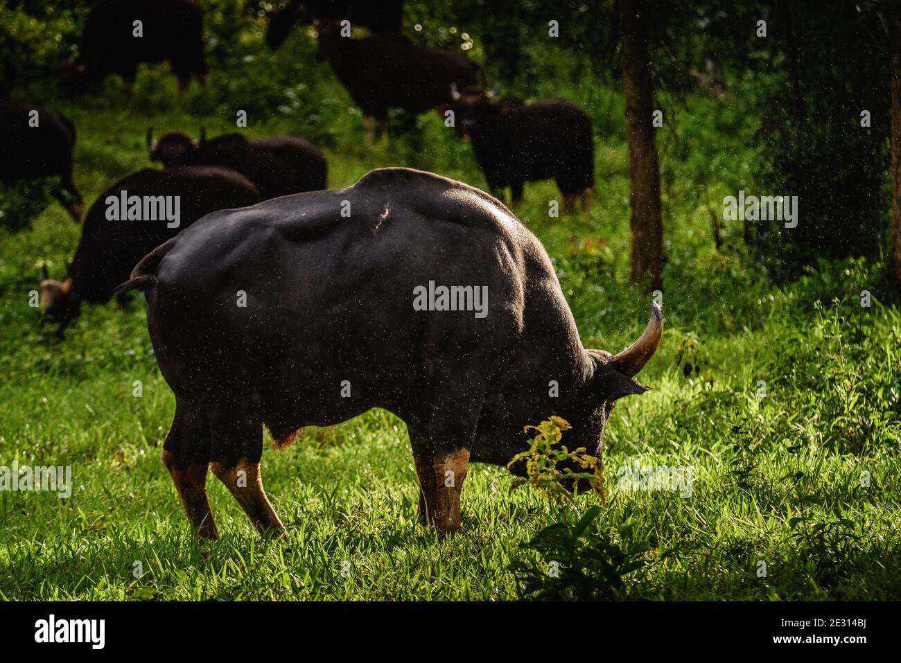 Gaur, Indian bison in the nature Stock Photo - Alamy