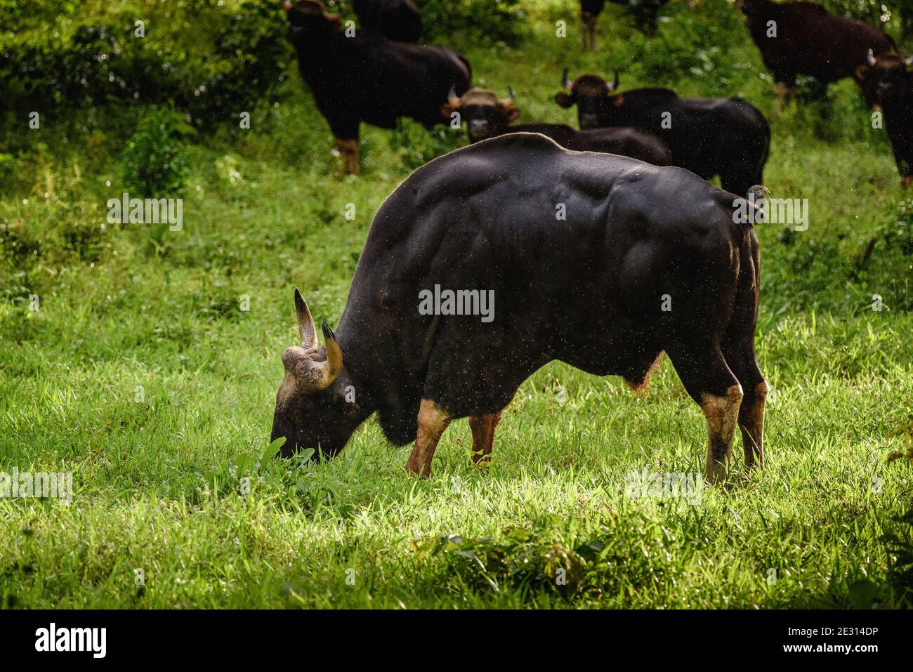 Indian bison in thailand hi-res stock photography and images - Alamy
