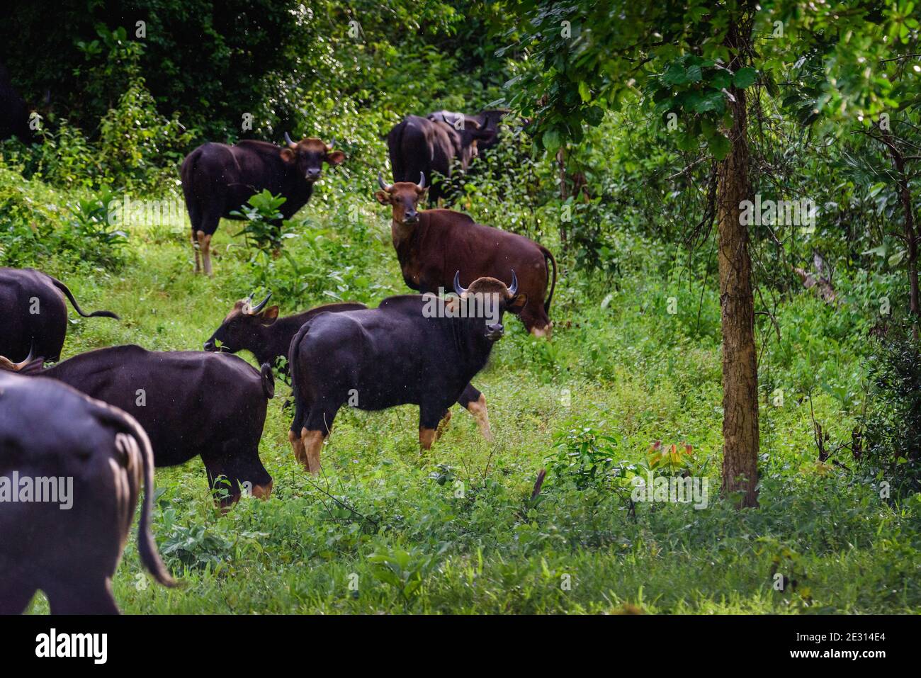 Indian bison in thailand hi-res stock photography and images - Alamy