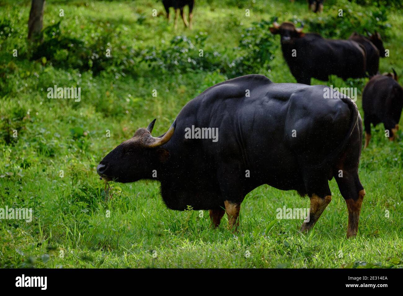 Gaur, Indian bison in the nature Stock Photo - Alamy