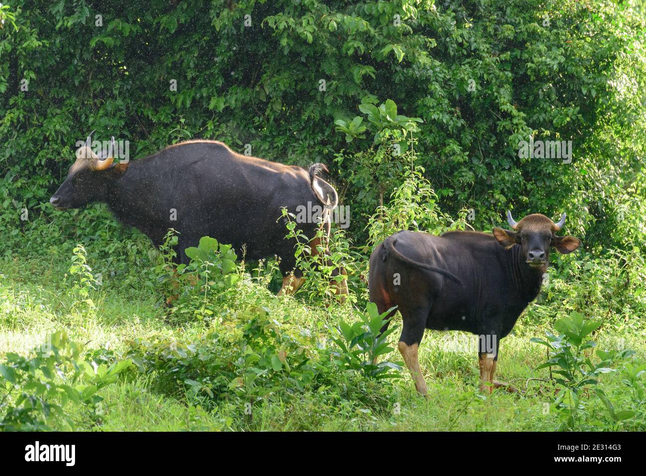 Gaur, Indian bison in the nature Stock Photo - Alamy