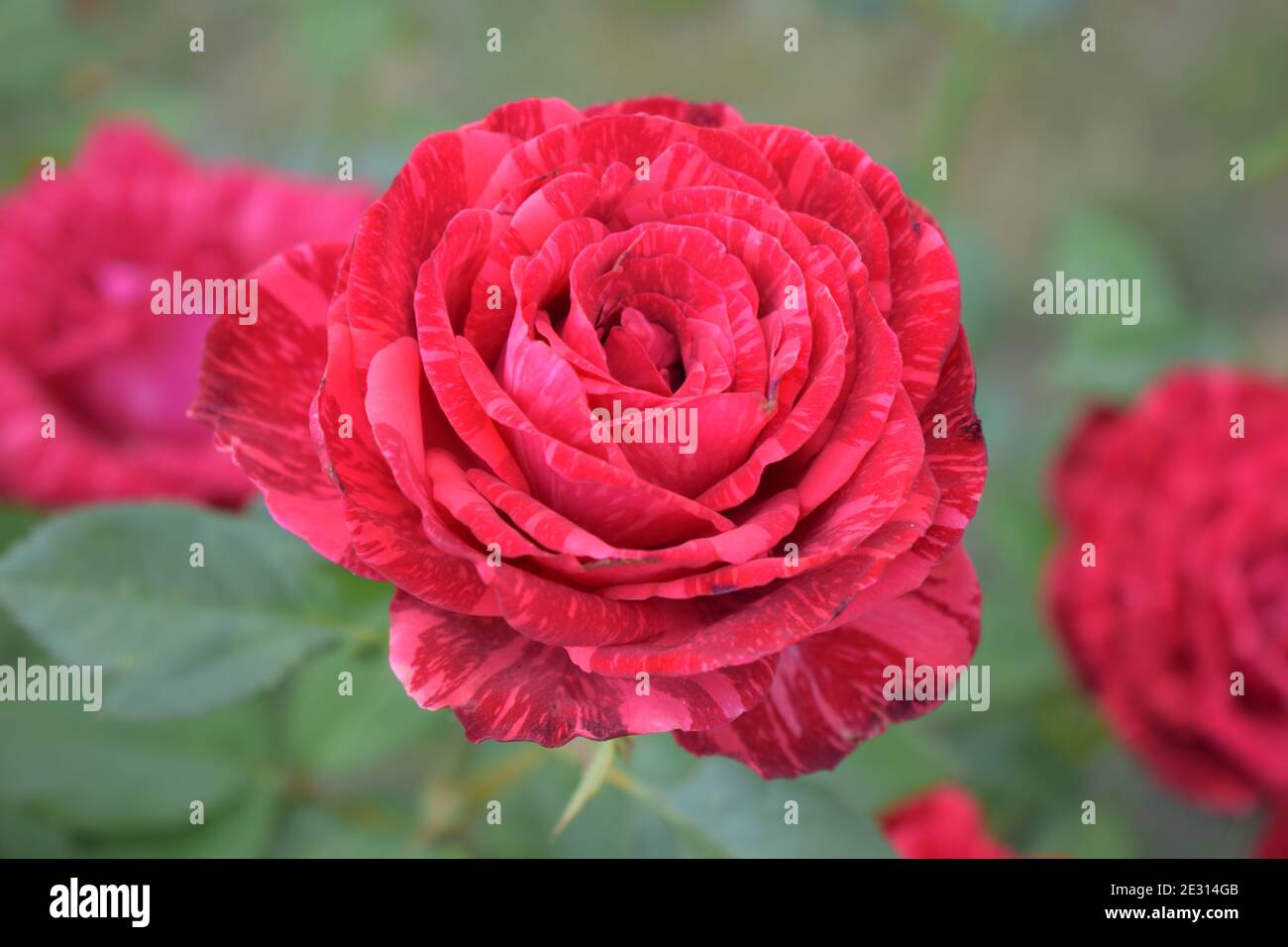 Red marble rose-spray with a marble coloring of dark red strokes (angle ...