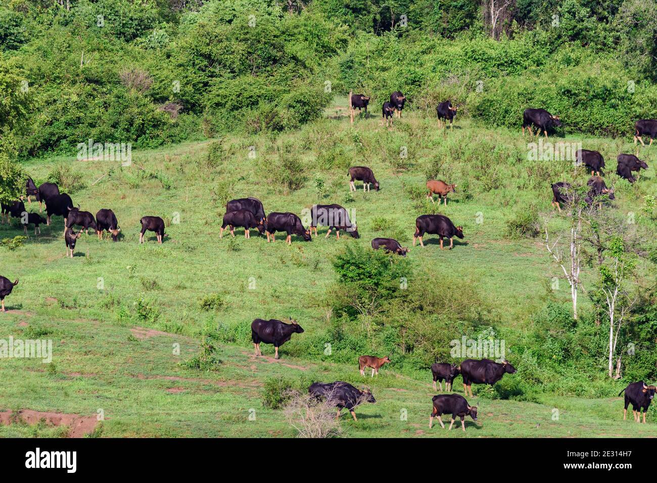 Indian gaur face hi-res stock photography and images - Alamy