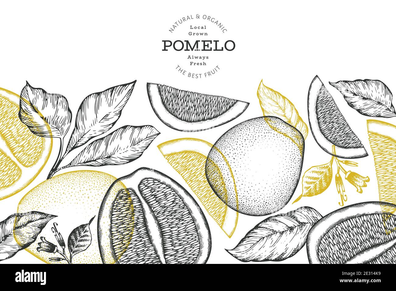 Hand drawn sketch style pomelo banner. Organic fresh fruit vector ...