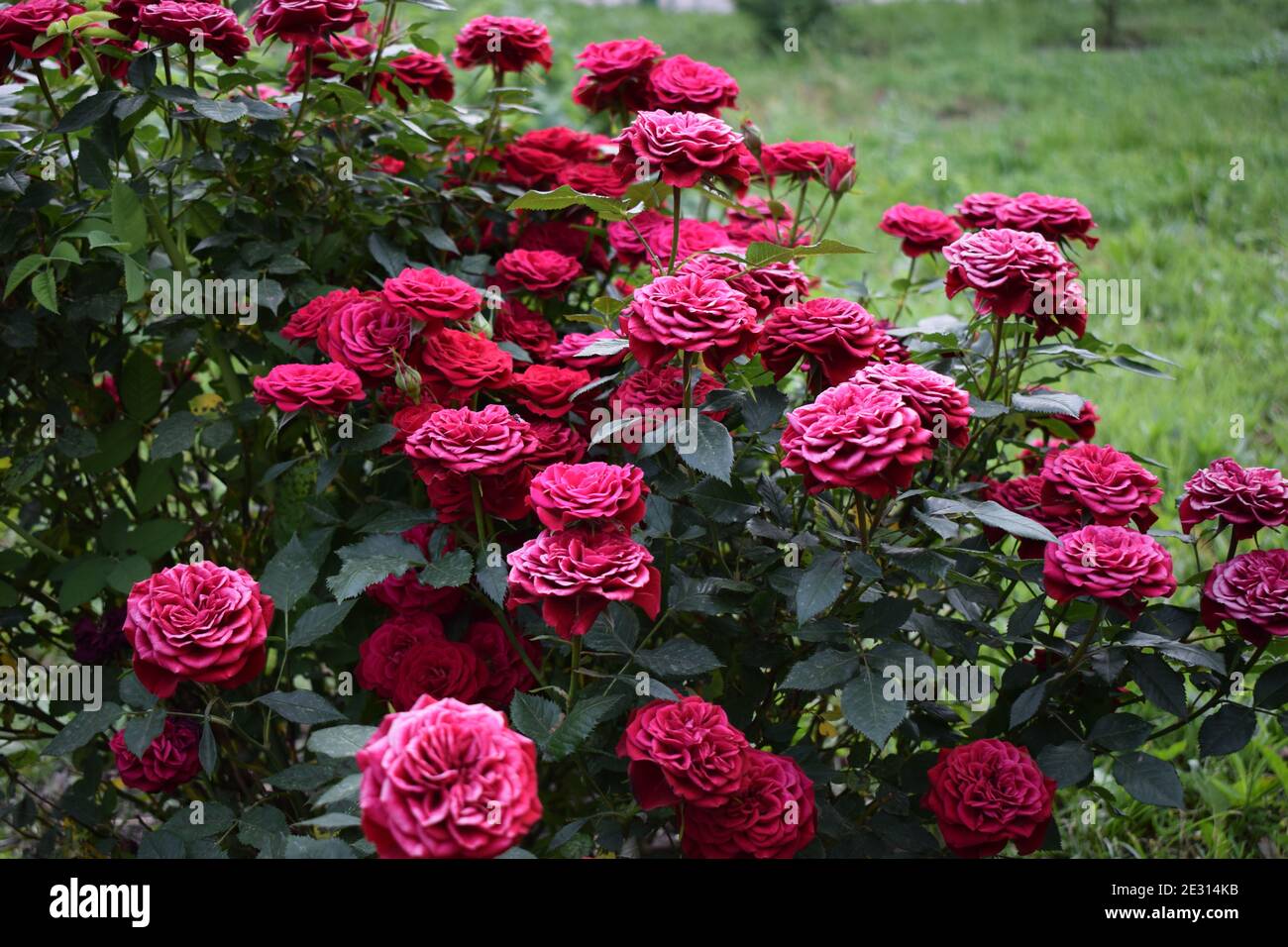 Beautiful red roses grow in the garden. Weaving roses. A lot of green ...