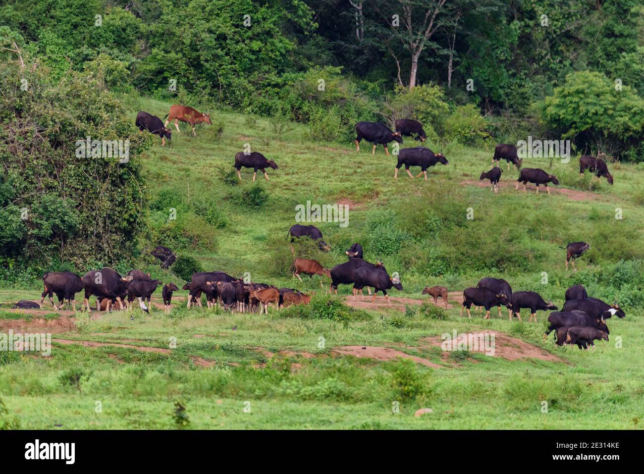 Indian gaur face hi-res stock photography and images - Alamy