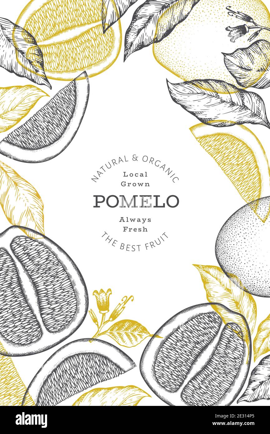 Hand drawn sketch style pomelo banner. Organic fresh fruit vector ...