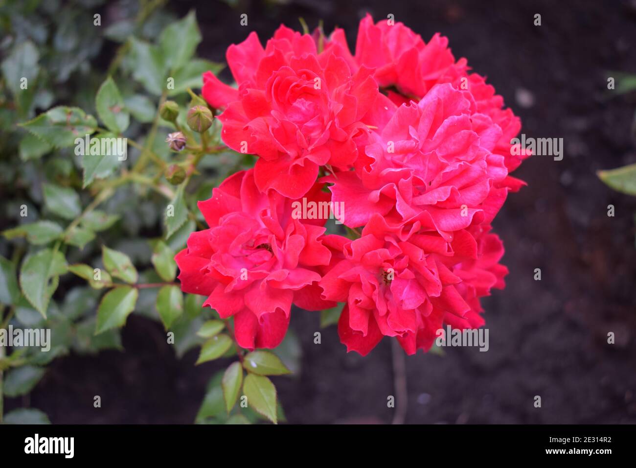 Small red roses macro in the garden. Red roses blossom, fresh natural ...