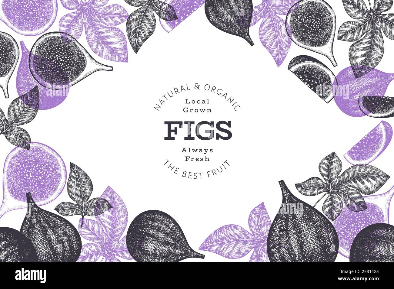 Hand drawn fig fruits design template. Organic fresh food vector ...