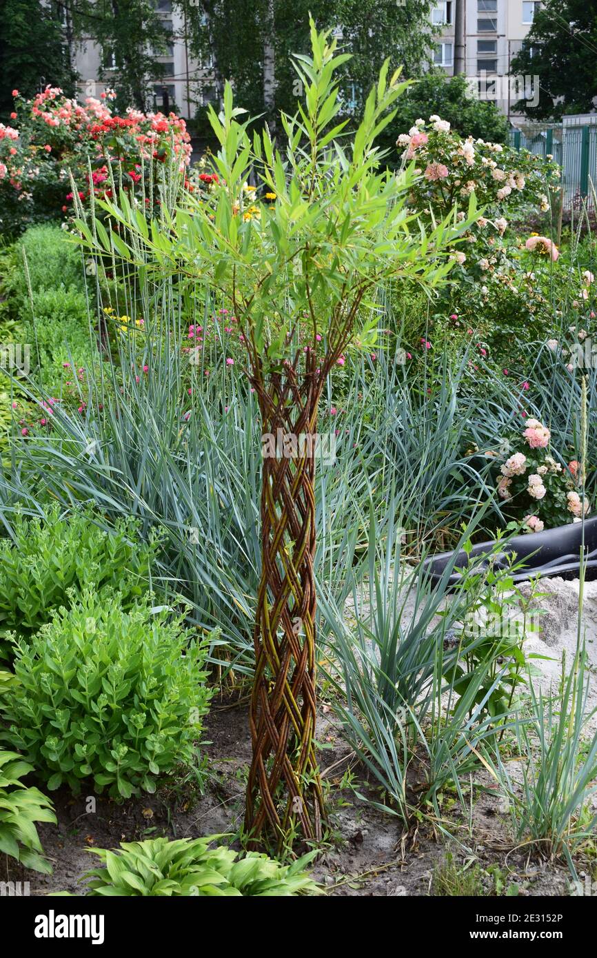Danish roots, willow, wicker trees, garden composition. Wicker tree ...